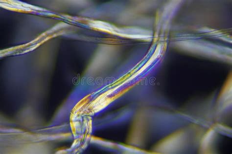 Microscopic View Of A Cotton Fibers Stock Image Image Of Educational