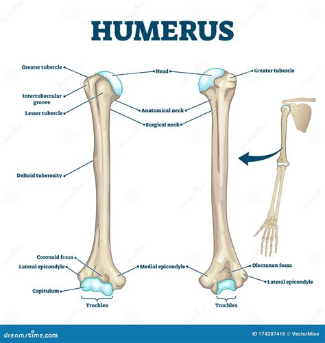 Humerus Bone Anatomy