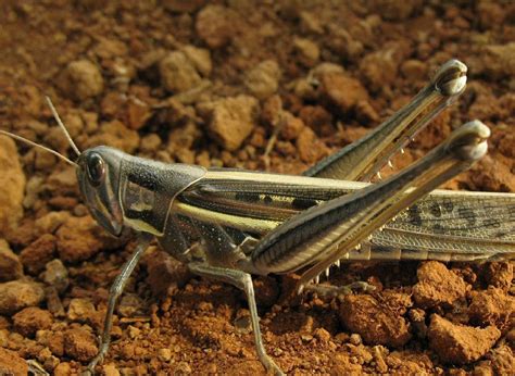 Grasshopper Stock Image