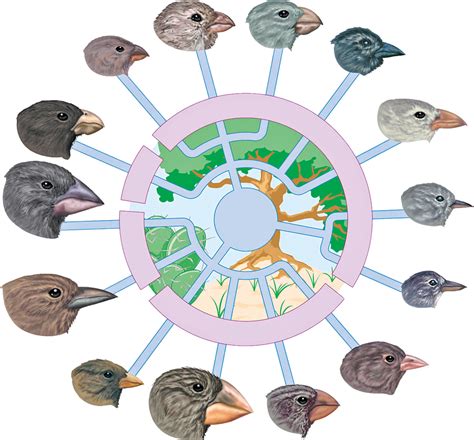 Darwins Finches Darwin Trailblazer October 2019