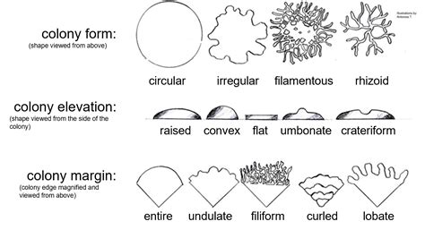 Streak Plate Colonies With Designs