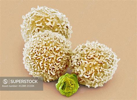 White Blood Cells Coloured Scanning Electron Micrograph Sem Of White