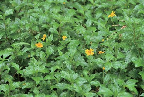 三裂叶蟛蜞菊 南方农田杂草