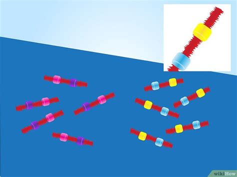 3 Ways To Make A Model Of Dna Using Common Materials Wikihow Science