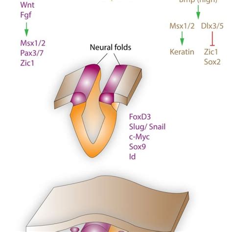 Neural Crest Formation And Migration During Development Neural Crest