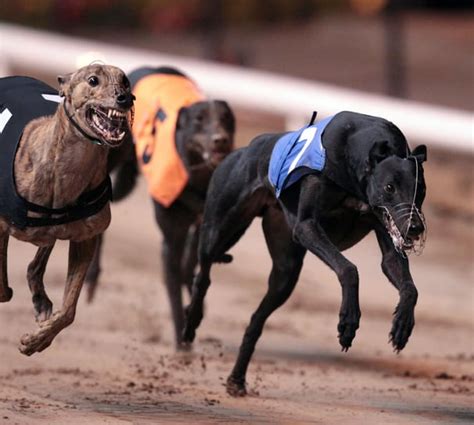 Tony Morgan Greyhound Racing Expert Trainer In South Wales Tony