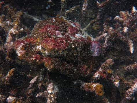 The Coralline Algae Attached On Rock At Sea Bottom Stock Image Image