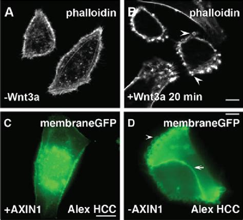 3 Wnt Signaling Induces The Formation Of Macropinocytic Vesicles A