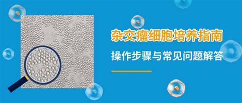 3分钟了解杂交瘤细胞培养 知乎