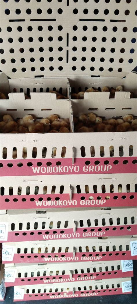 Doc Layer Petelur Lazada Indonesia