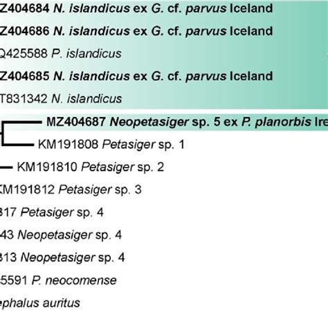 Phylogram From Bayesian Inference Bi Analysis Based On The Nad1