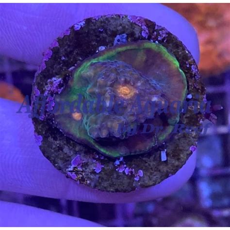 Chalice Blue Green Ring Affordable Aquaria