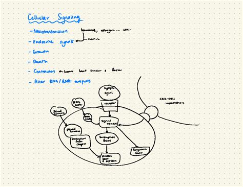 Cellular Signalling Bmsc12010 Cellular Ming Neurotransmission Hormones Estrogen