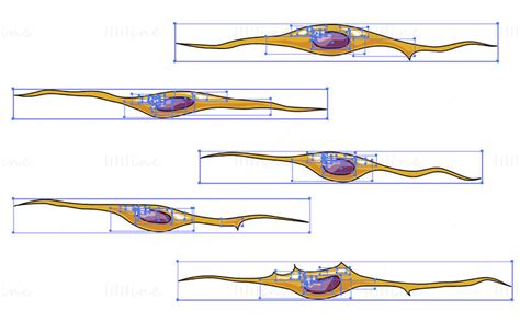 Fibrocytes Vector Scientific Illustration