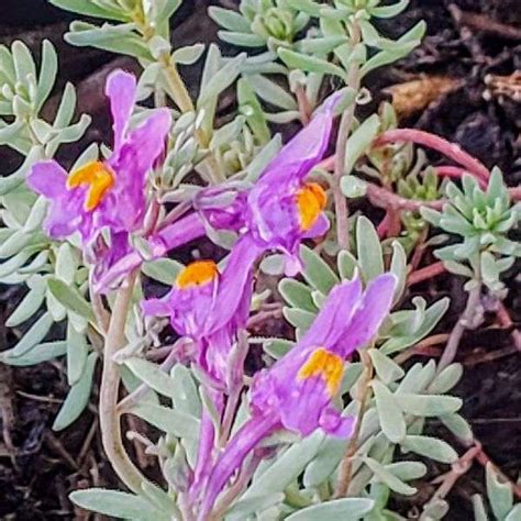 Toadflax Linaria Spp Calendula Farm And Earthworks