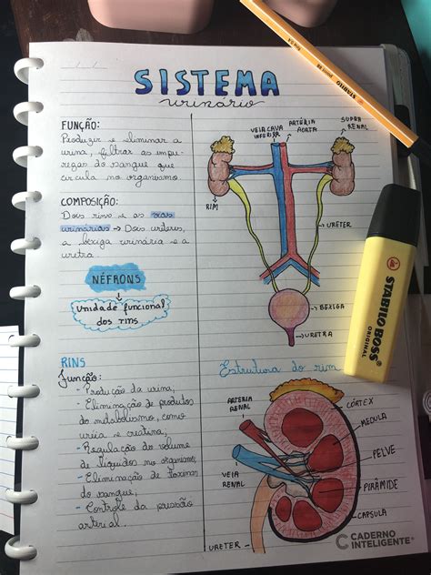Sistema Urinario Material De Enfermagem Tudo Sobre Enfermagem Images