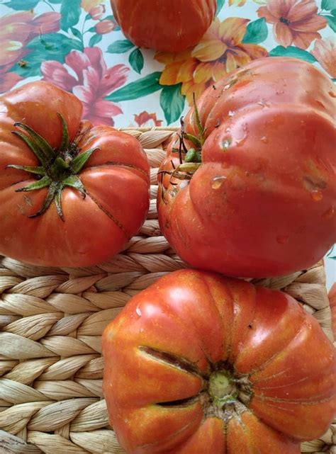 Във Варненско събуждат 50 годишни семена на незабравим сорт домати Български Фермер