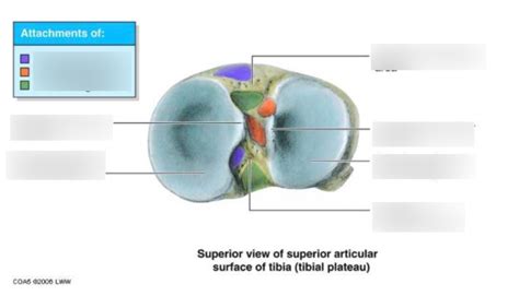 Lec 12 Superior View Of Superior Articular Surface Of Tibia Diagram Quizlet