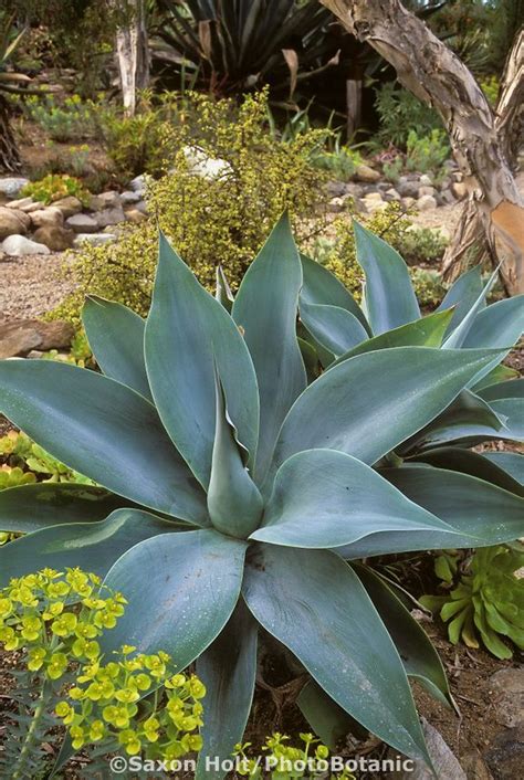 Agave Attenuata Boutin Blue Soft Foliage Succulent As Focal Point In