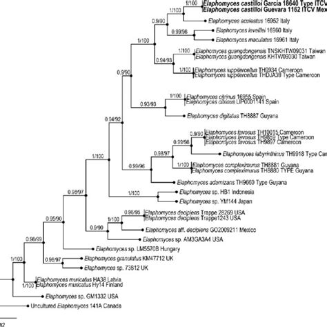bayesian inference phylogram of its lsu sequences data for elaphomyces