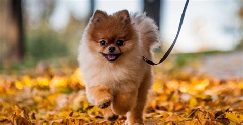 Fall Animal Wallpapers Top Những Hình Ảnh Đẹp