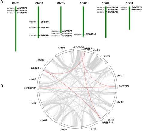 The Chromosomal Location And Segmental Duplication Of The Pebp