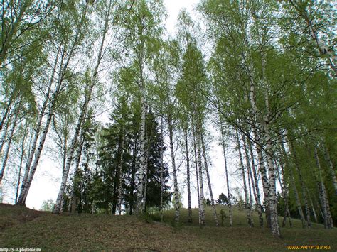 Обои Плес Весенние дереья на холмах Природа Деревья обои для рабочего стола фотографии Обои