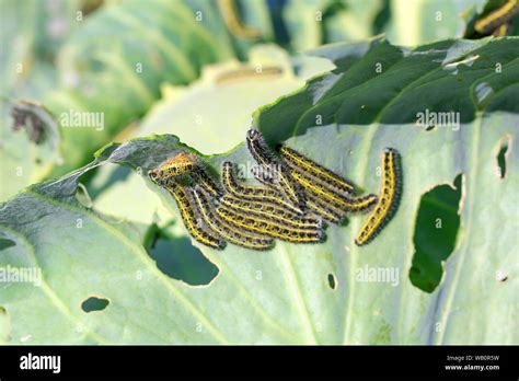 Cabbage Pest Caterpillars Eating Cabbage Leaves A Group Of