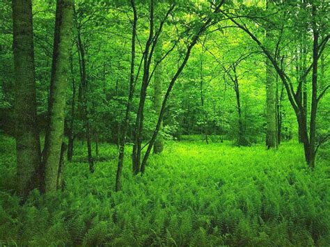 LA IMPORTANCIA DE LAS REGIONES Y LOS RECURSOS NATURALES Bosque