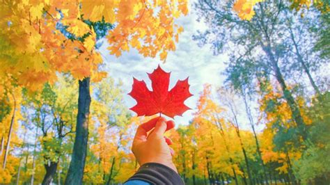 5 razones para estudiar un programa de Marketing en Canadá Blog Mundo