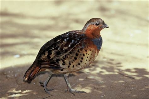 Birddetail