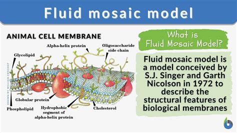 Diagram Of Fluid Mosaic Model Fluid Mosaic Model