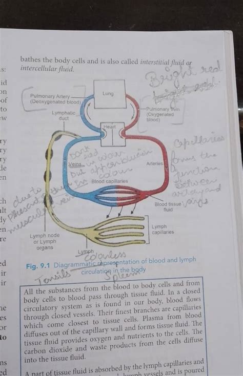 Bathes The Body Cells And Is Also Called Interstitial Fluid Of Intercellu