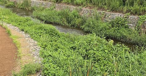 돌은 없고 풀만 가득한 하천 이게 우리가 원한 재자연화인가