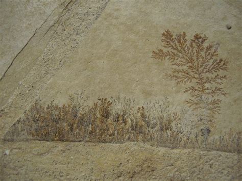 What Is An Imprint Fossil Sciencing