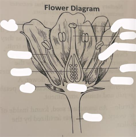 Botany Quiz 6 Flashcards Quizlet