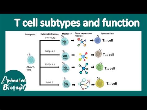Free Video T Cell Subtypes Th1 Th2 Treg Th17 Cytotoxic T Cells