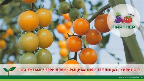ОРАНЖЕВЫЕ ЧЕРРИ ДЛЯ ВЫРАЩИВАНИЯ В ТЕПЛИЦАХ – КИРИНО F1 - YouTube
