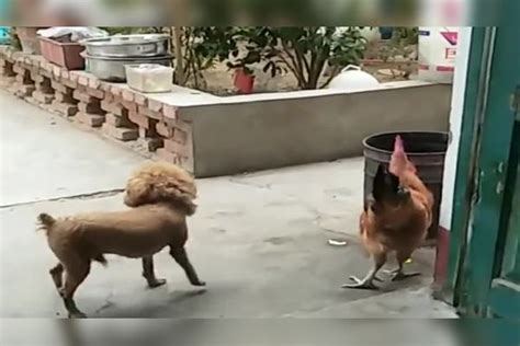 家里的泰迪被公鸡啄怕了，每次进门都要拜一下公鸡，还能更怂点不