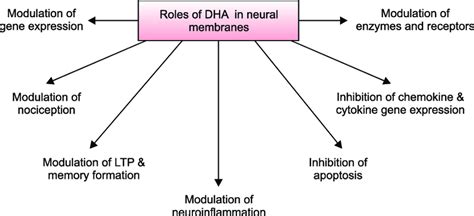 Roles Of Dha In The Brain Download Scientific Diagram