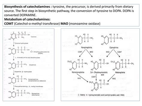 Adrenal Medulla Hormones Ppt Download