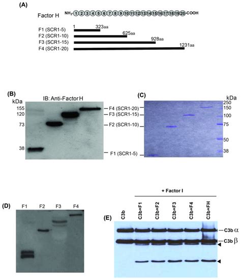A Schematic Representation Of Fh Structure That Includes 20 Scr