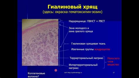 Хрящевые ткани Youtube