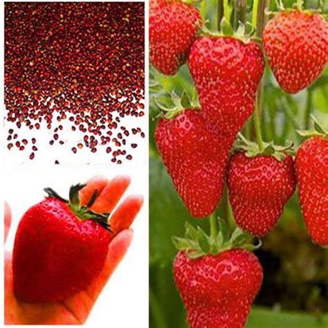 Giant Strawberry Seeds Garden Fruit Plant Sweet And Delicious Uk