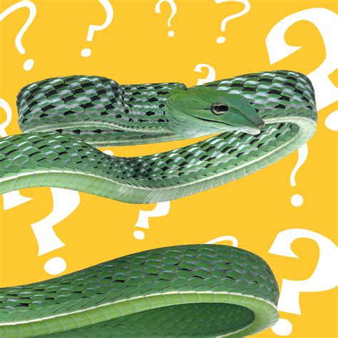 Веселий Python тест Проходь та дізнайся яка ти змія Goiteens