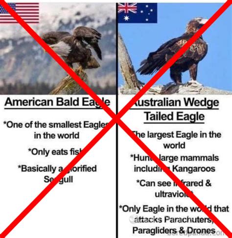 American Eagle Vs Bald Eagle