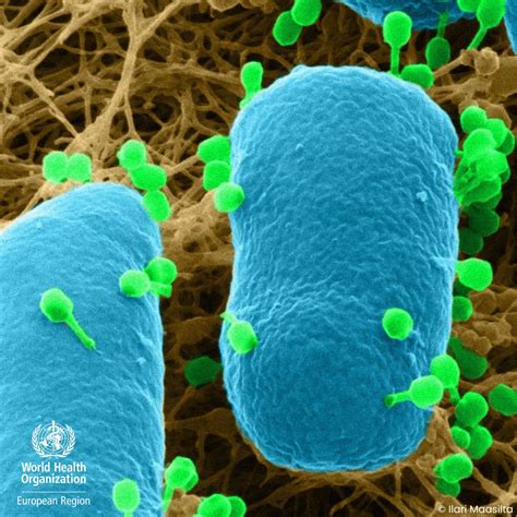 Bacteriophages Bacteriophages Antimicrobialresistance Onehealth