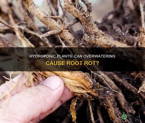 Hydroponic Plants Can Overwatering Cause Root Rot Shuncy
