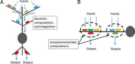 The Synaptic Organization In The Caenorhabditis Elegans Neural Network Suggests Significant