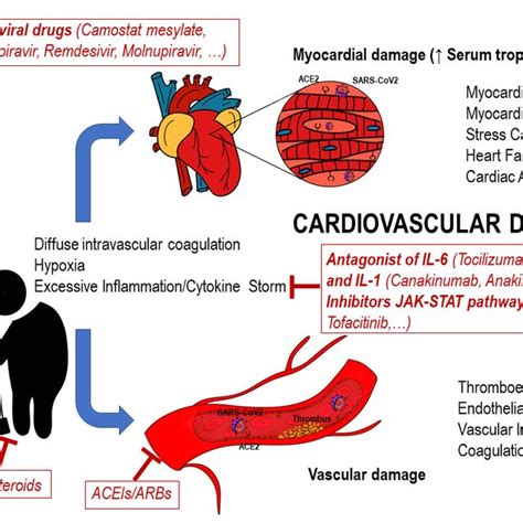 Impact Of Sars Cov 2 Infection On Cardiovascular System In Older Download Scientific Diagram